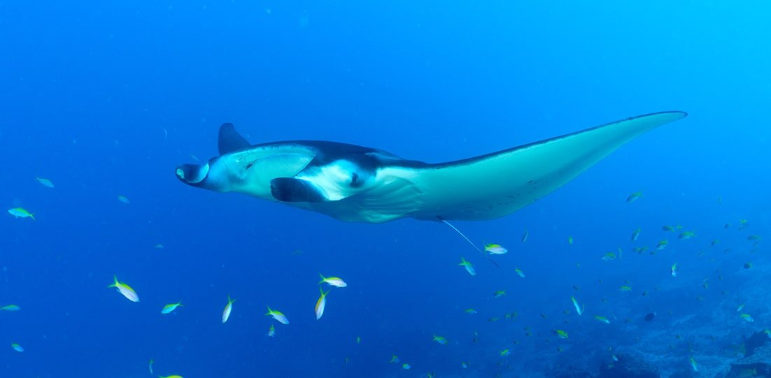 Exploring Dive Spots: Where To Dive With Giant Manta Rays in Maldives ...