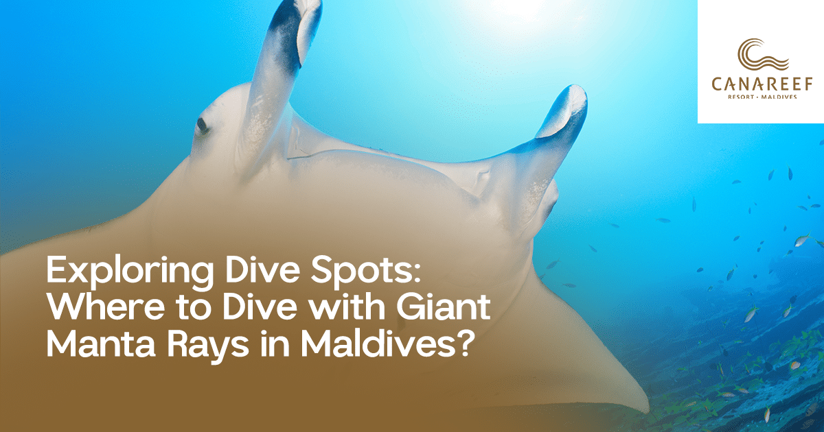 Exploring Dive Spots: Where To Dive With Giant Manta Rays in Maldives ...